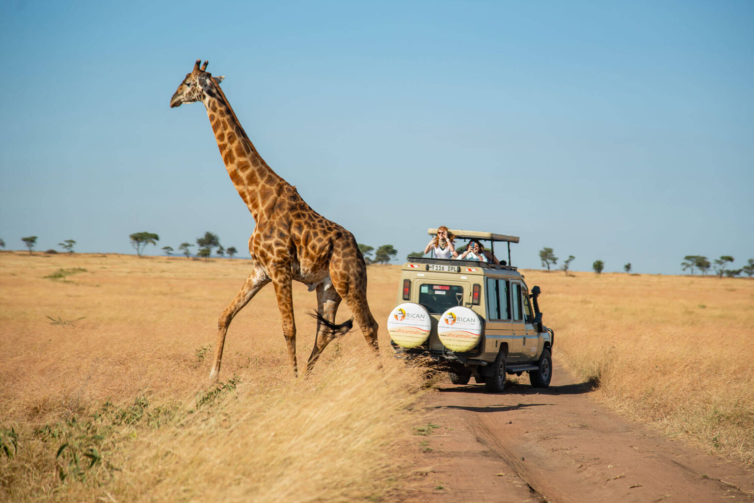 Serengeti - African Traits